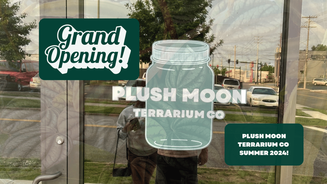 Plush Moon Terrarium Co | Knoxville, TN| Unique Workshops | Terrariums